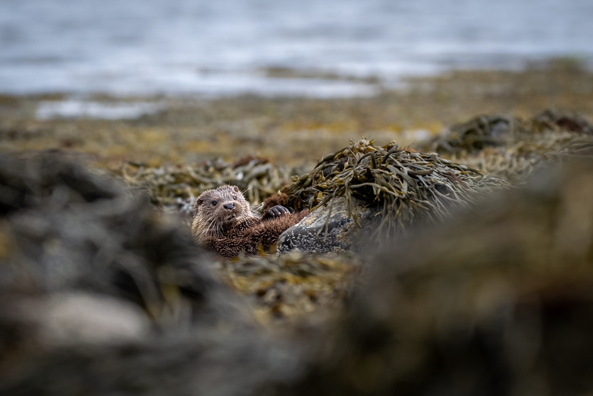 How Do Otters Keep Warm? - Mc2 Photography