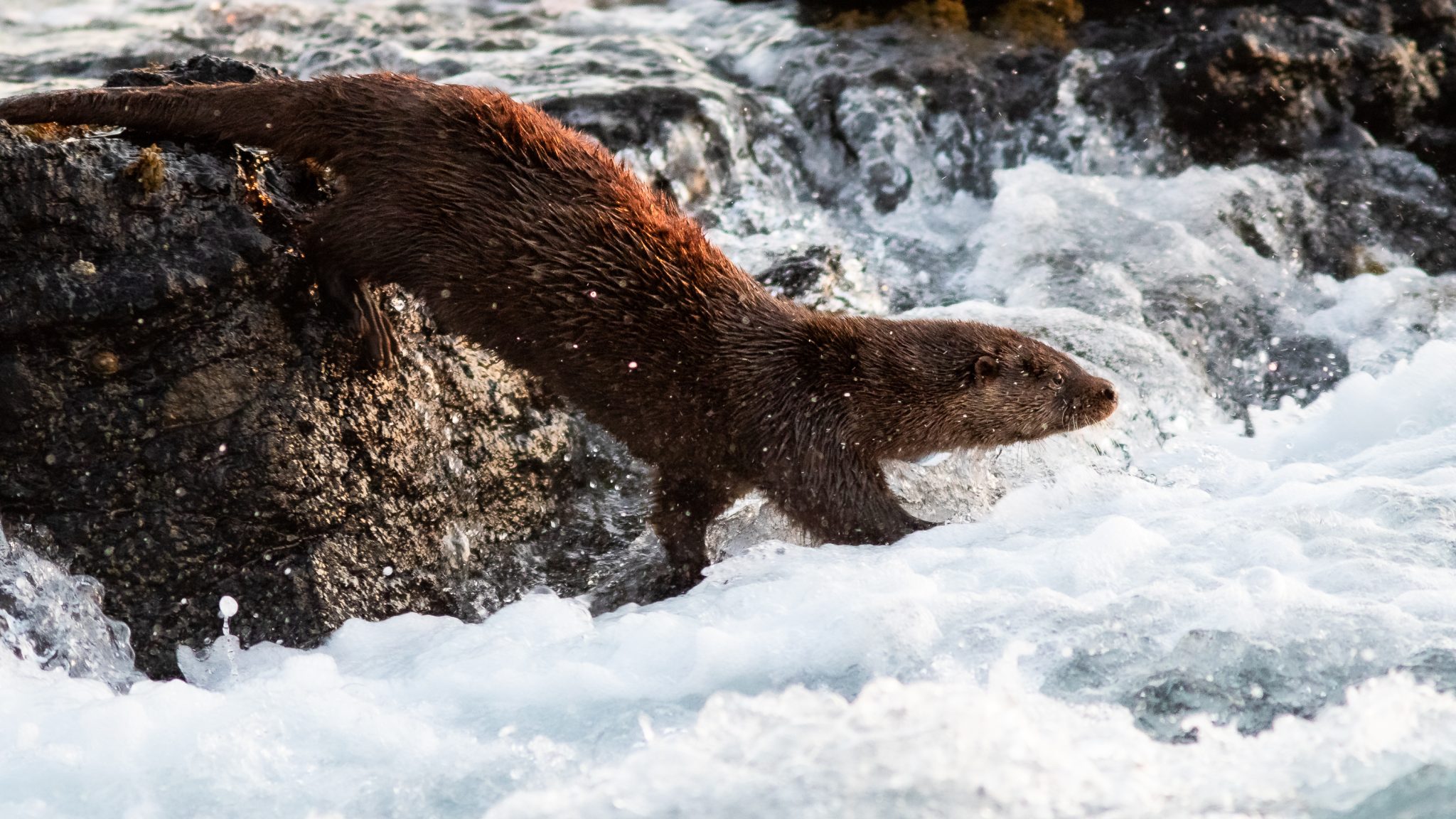 How Do Otters Keep Warm? - Mc2 Photography